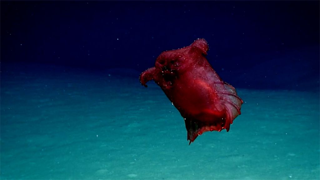 A Rare Sighting of the ‘Headless Chicken Monster’ of the Sea : r ...