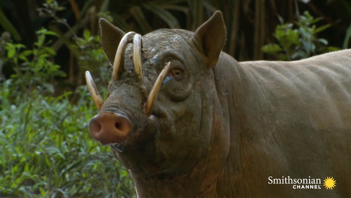 This Wild Pig Has Fangs That Can Pierce Its Own Skull | Smithsonian