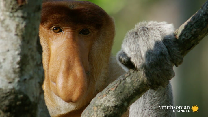 Why Do These Monkeys Have Such Outrageous Noses? | Smithsonian