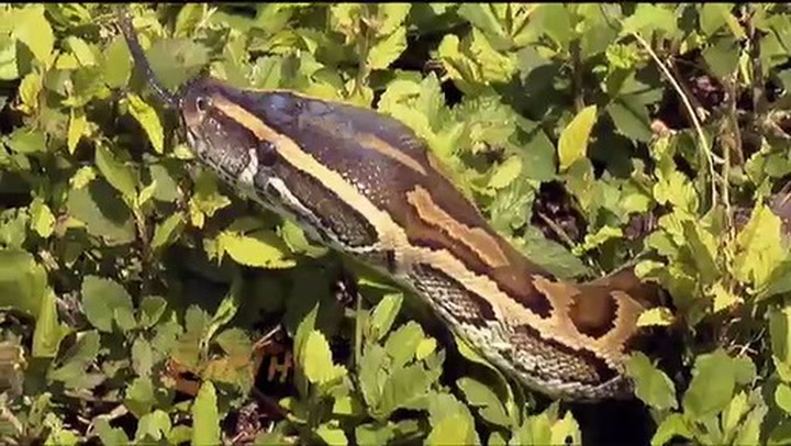 Monster Snakes in the Florida Everglades | Smithsonian